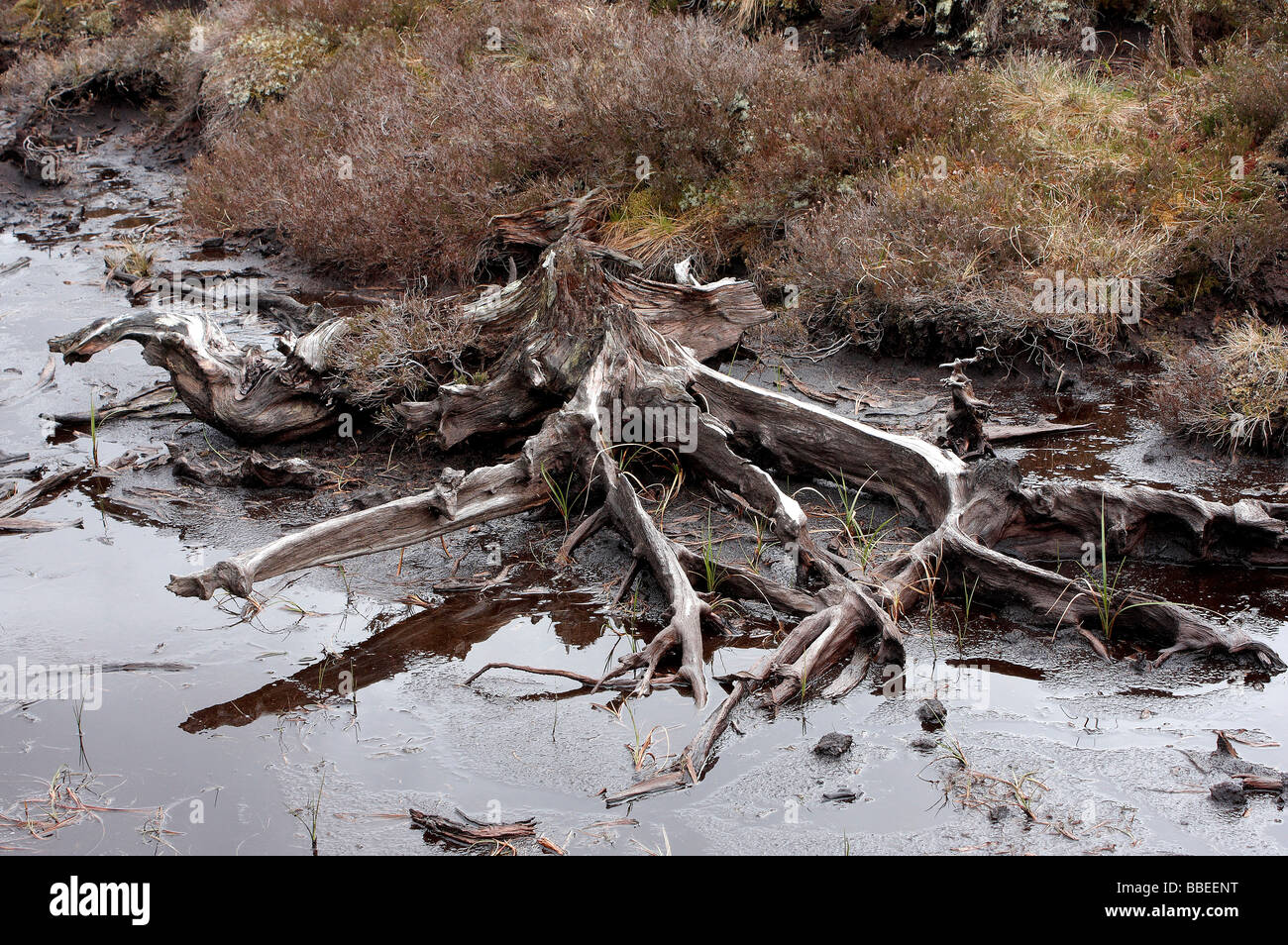 Fossil roots hi-res stock photography and images - Alamy