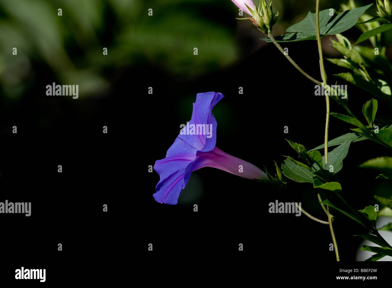 Morning glory sri lanka hi-res stock photography and images - Alamy