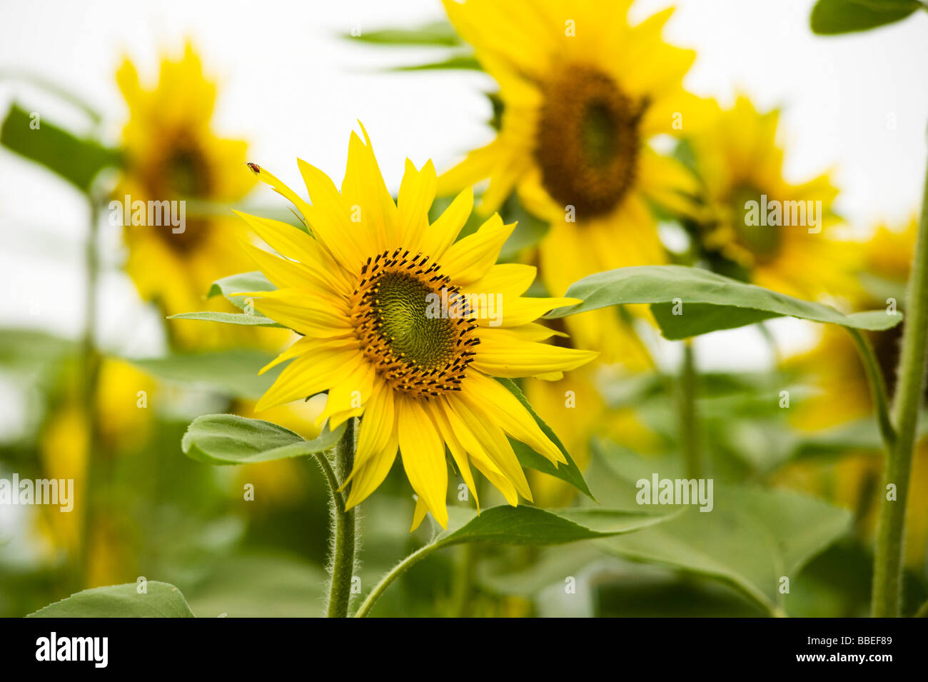 Close-up of Sunflower Stock Photo - Alamy