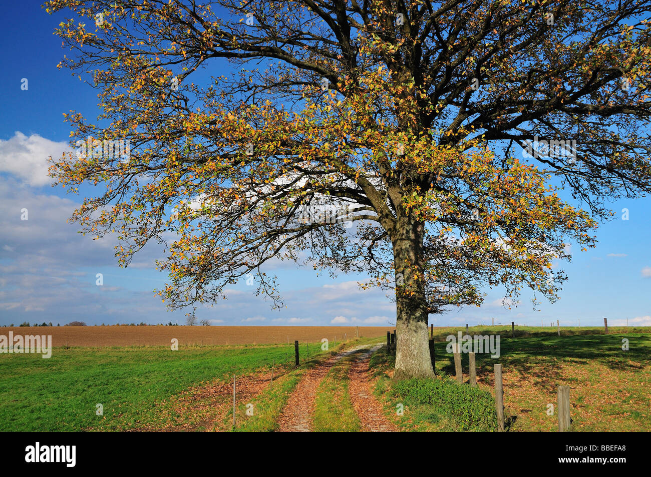 Oak Tree in Field, Fuerstenfeldbruck, Bavaria, Germany Stock Photo - Alamy