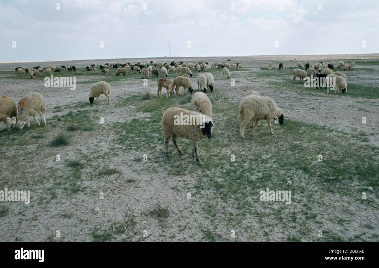 QATAR Middle East Gulf State Agriculture Sheep farming on the edge of ...