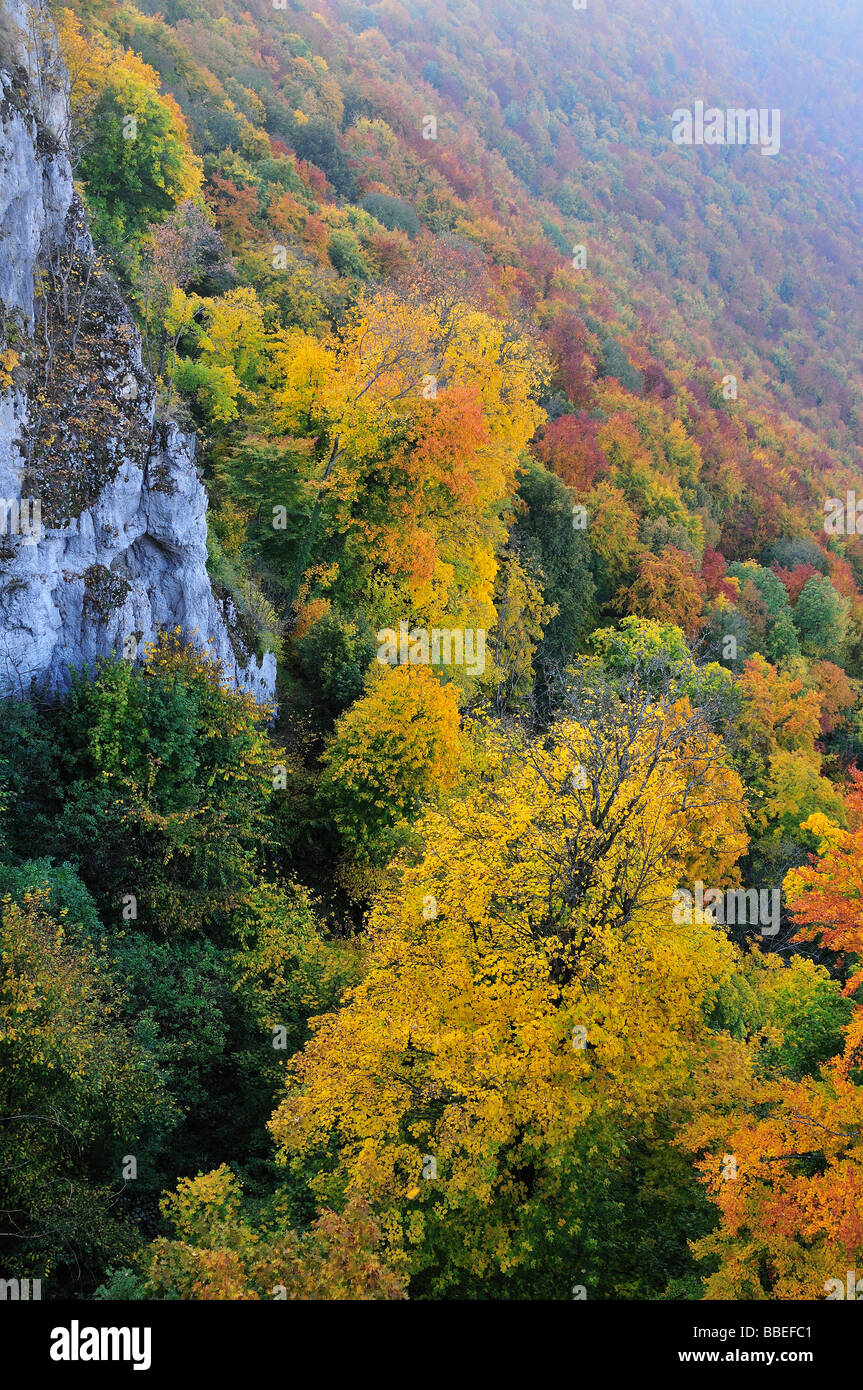 Forest on Mountainside, Schwaebische Alb, Baden-Wurttemberg, Germany ...