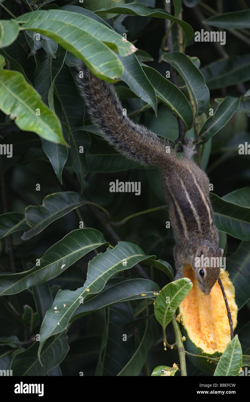 Indian Palm Squirrel (Funambulus palmarum) also known as Three-Striped ...