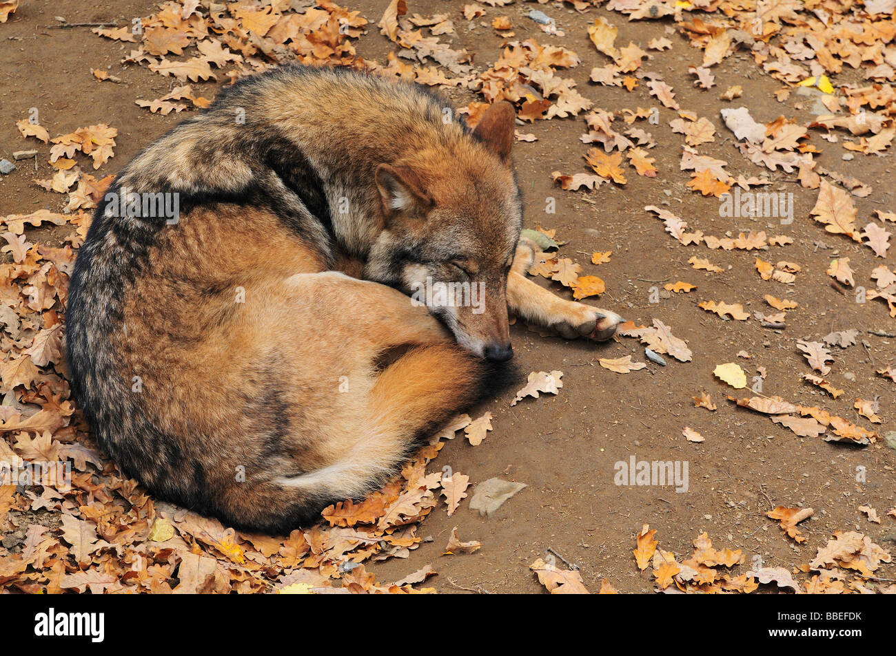 Sleeping Wolf, Bayerischer Wald, Bavaria, Germany Stock Photo - Alamy