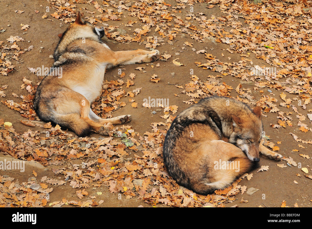 Sleeping Wolves, Bayerischer Wald, Bavaria, Germany Stock Photo - Alamy