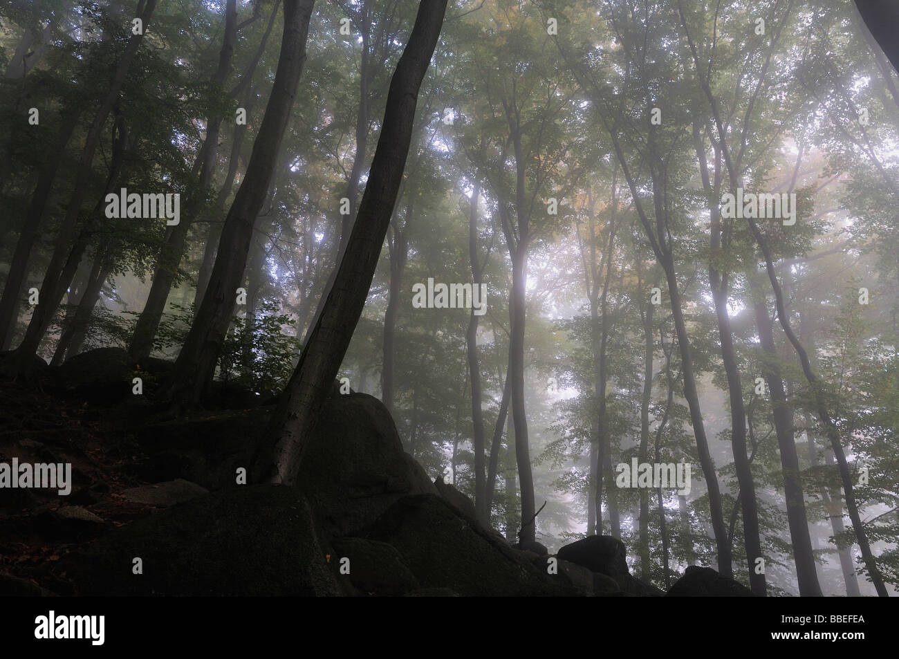 Forest in Fog, Reichenbach, Odenwald, Hesse, Germany Stock Photo - Alamy
