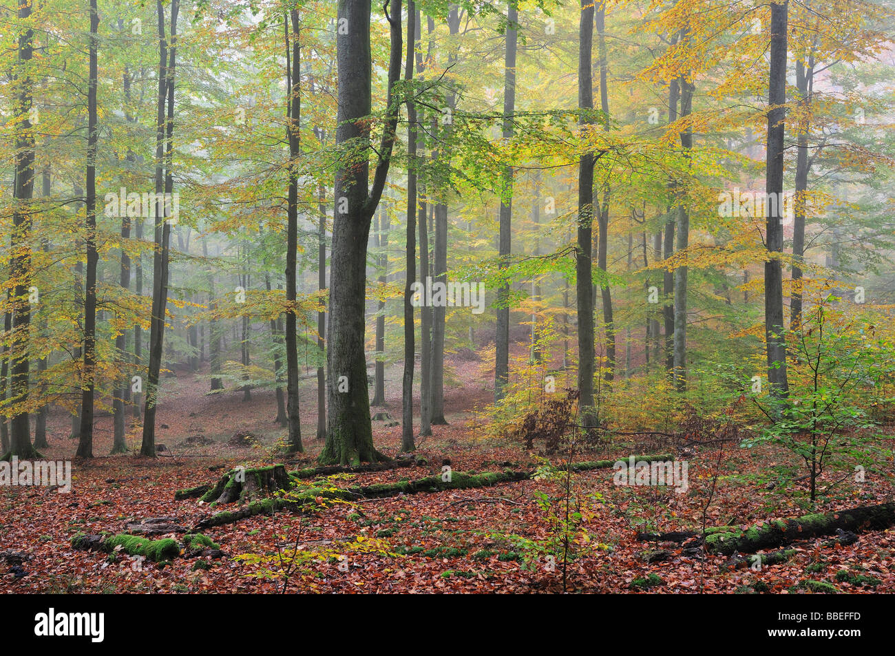 Spessart forest hi-res stock photography and images - Alamy
