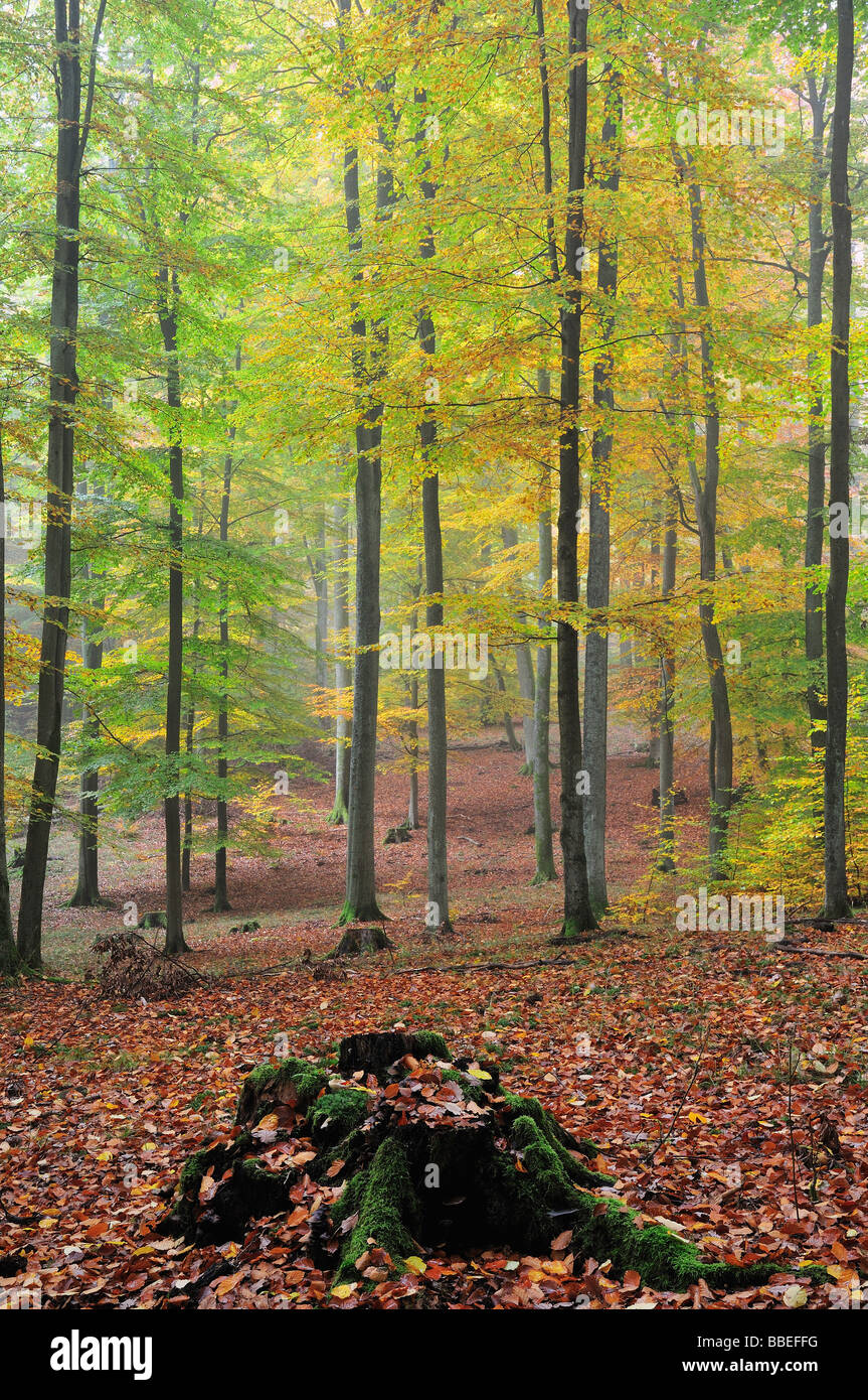 Spessart forest hi-res stock photography and images - Alamy