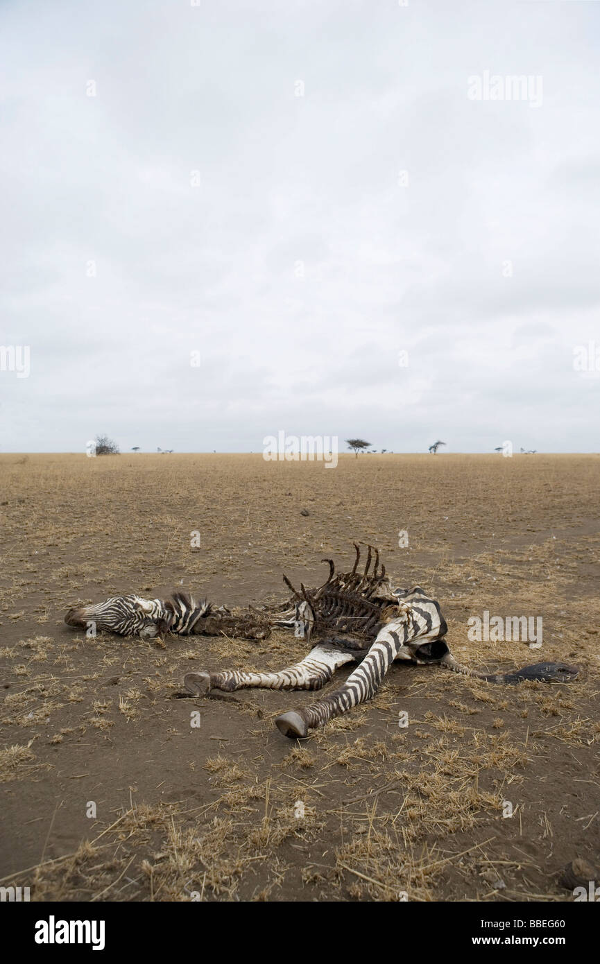 Drought Death Zebra High Resolution Stock Photography and Images - Alamy