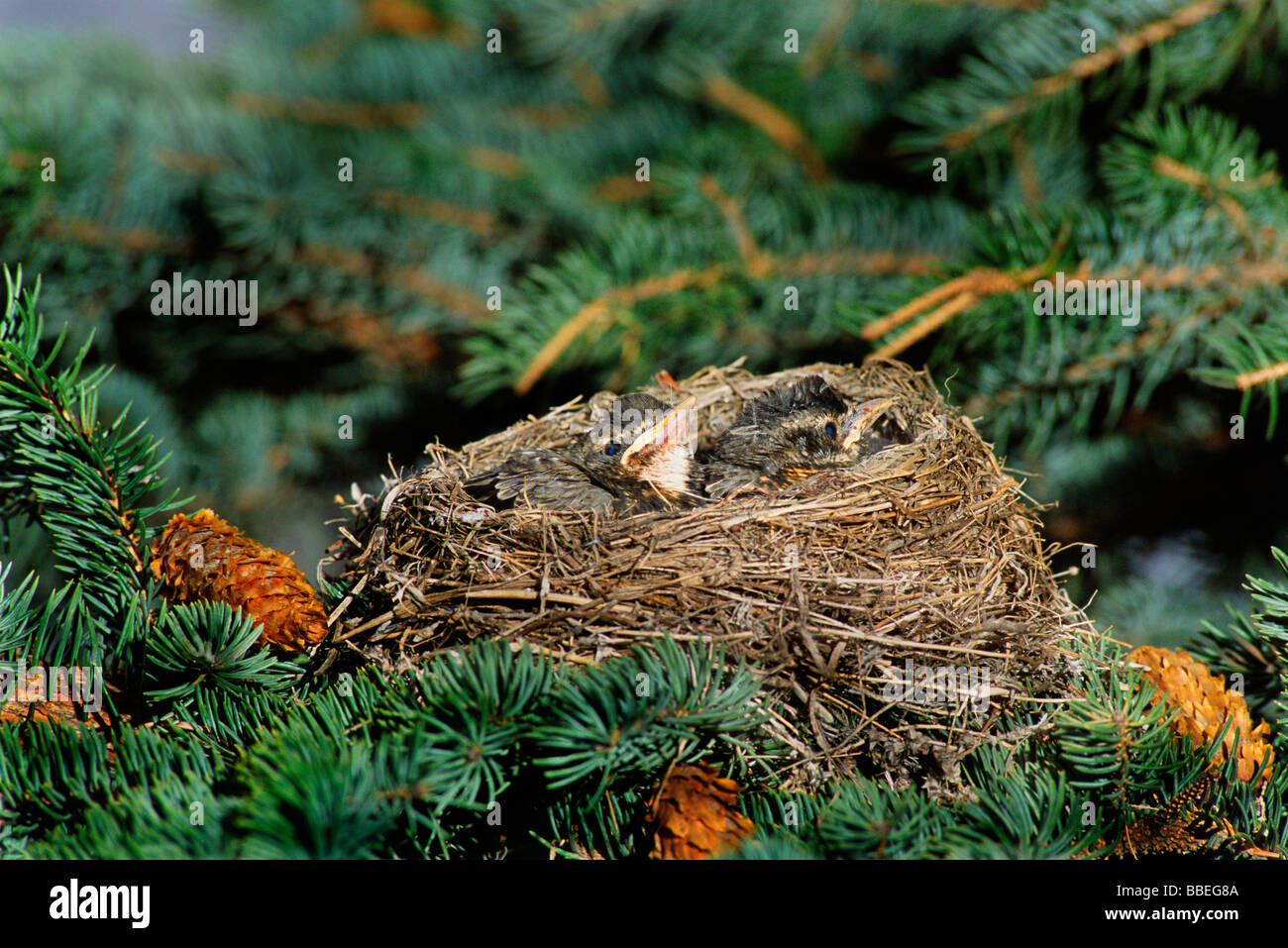 Robin flock hi-res stock photography and images - Alamy