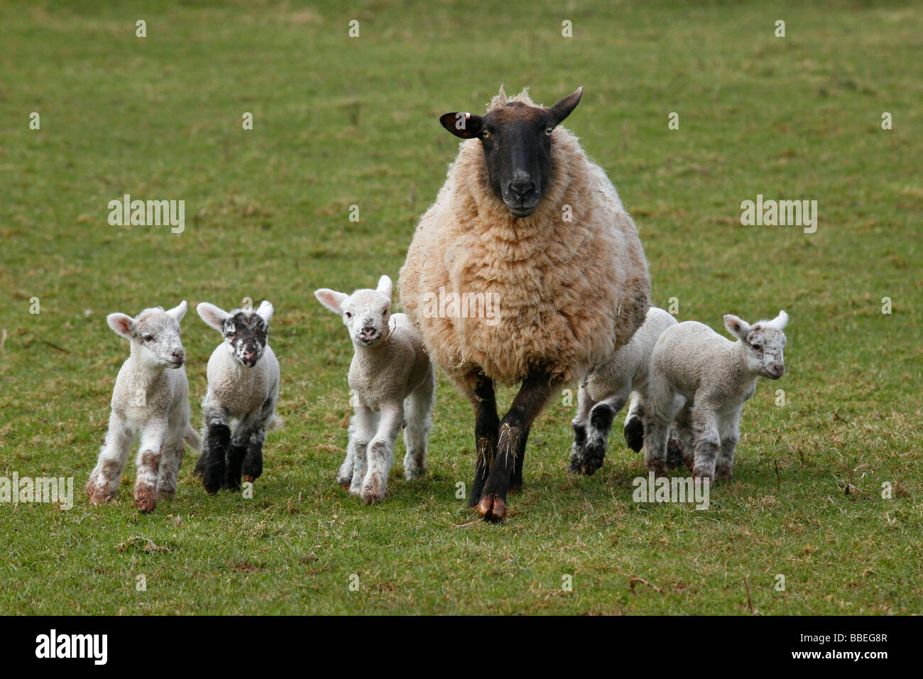 Lambs wool hi-res stock photography and images - Alamy