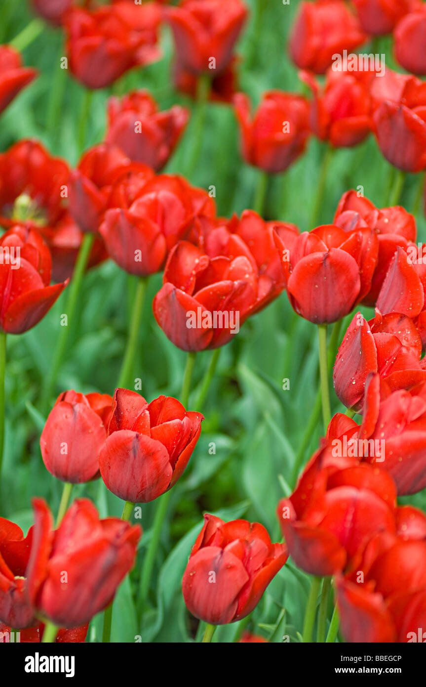 Tulips, Botanic Garden, Madrid, Spain Stock Photo - Alamy