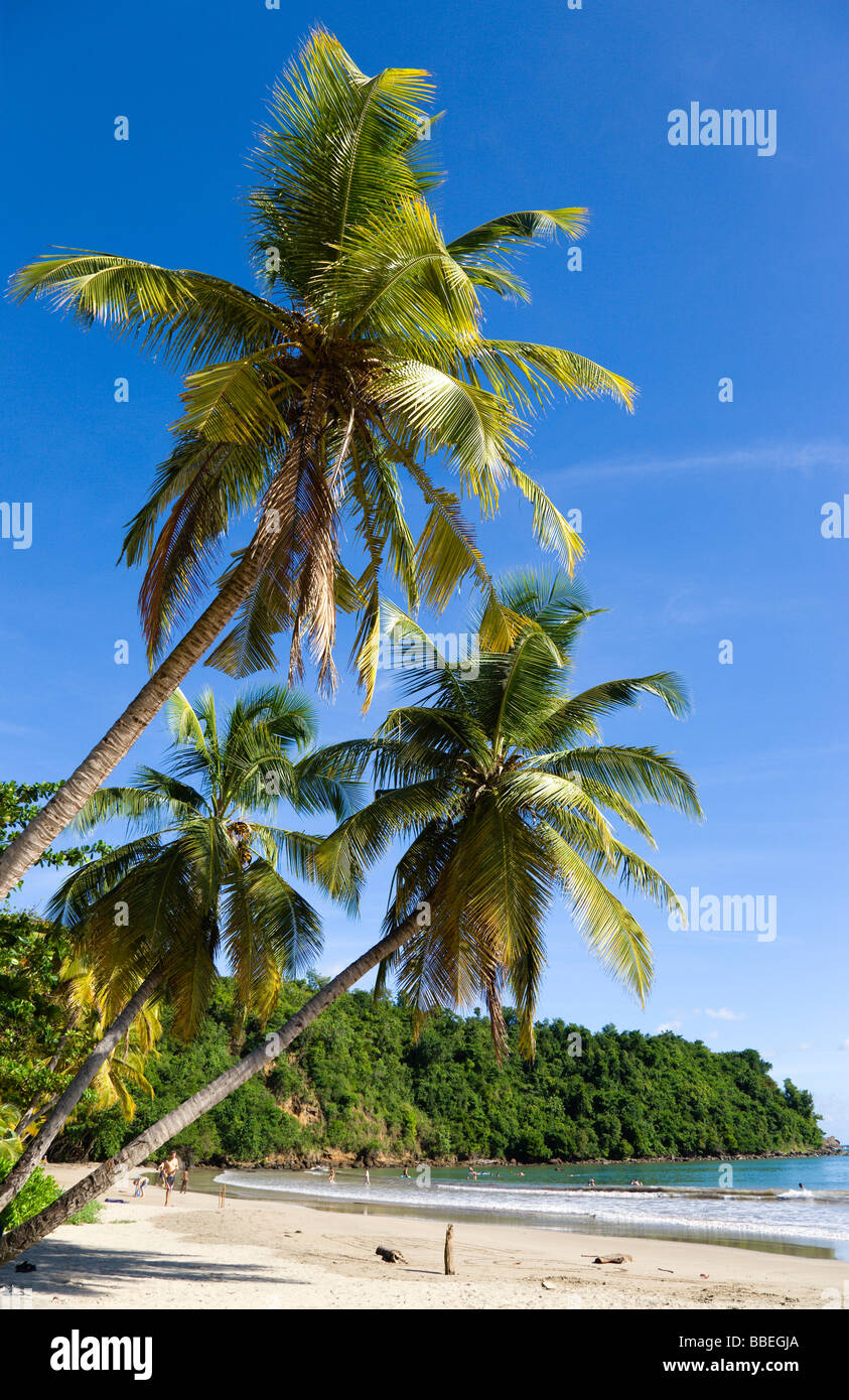 WEST INDIES Caribbean Grenadines Grenada St David Coconut palm tree ...