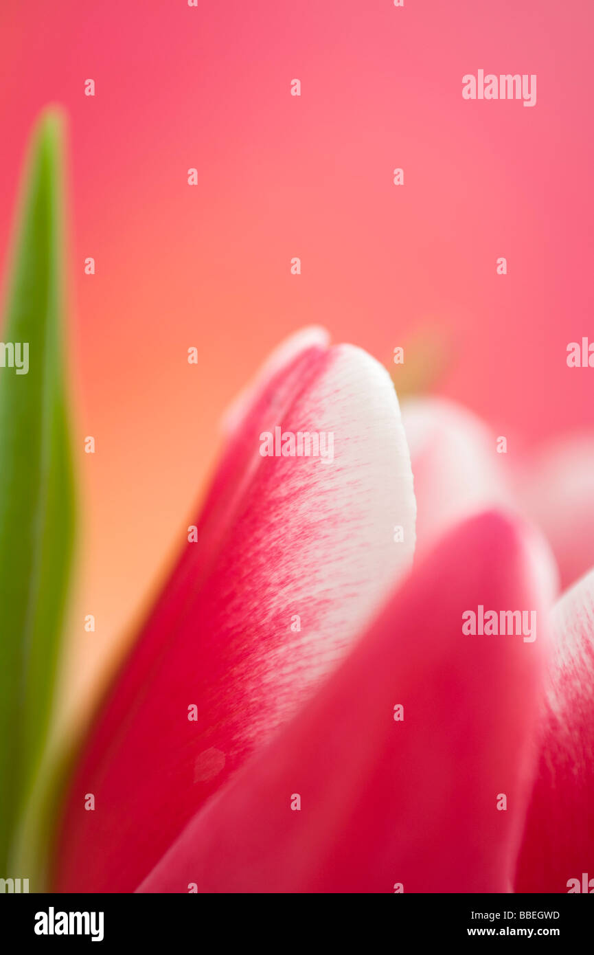 Select focus soft close hi-res stock photography and images - Alamy