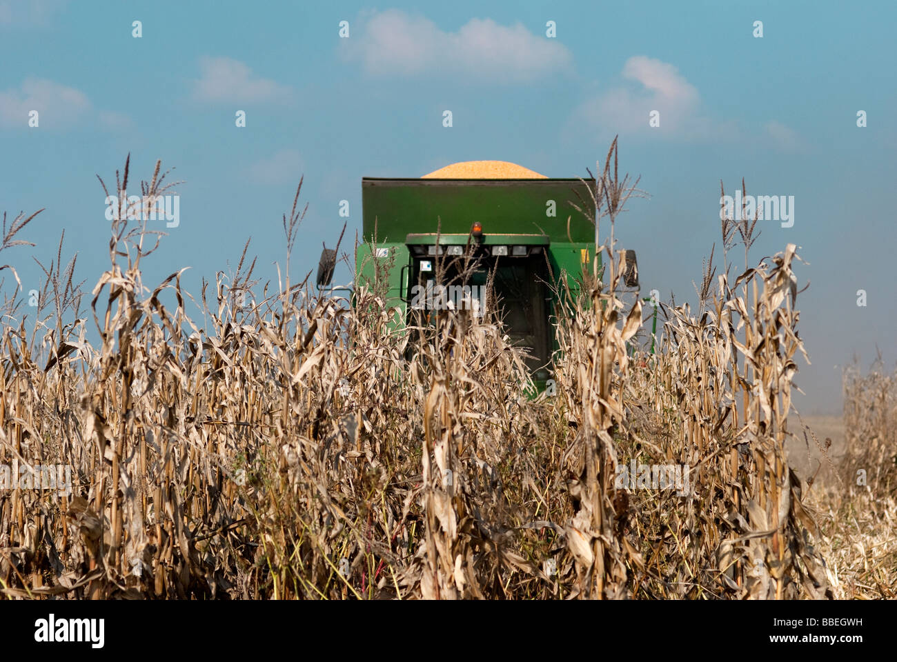 A combine is harvesting corn Stock Photo - Alamy