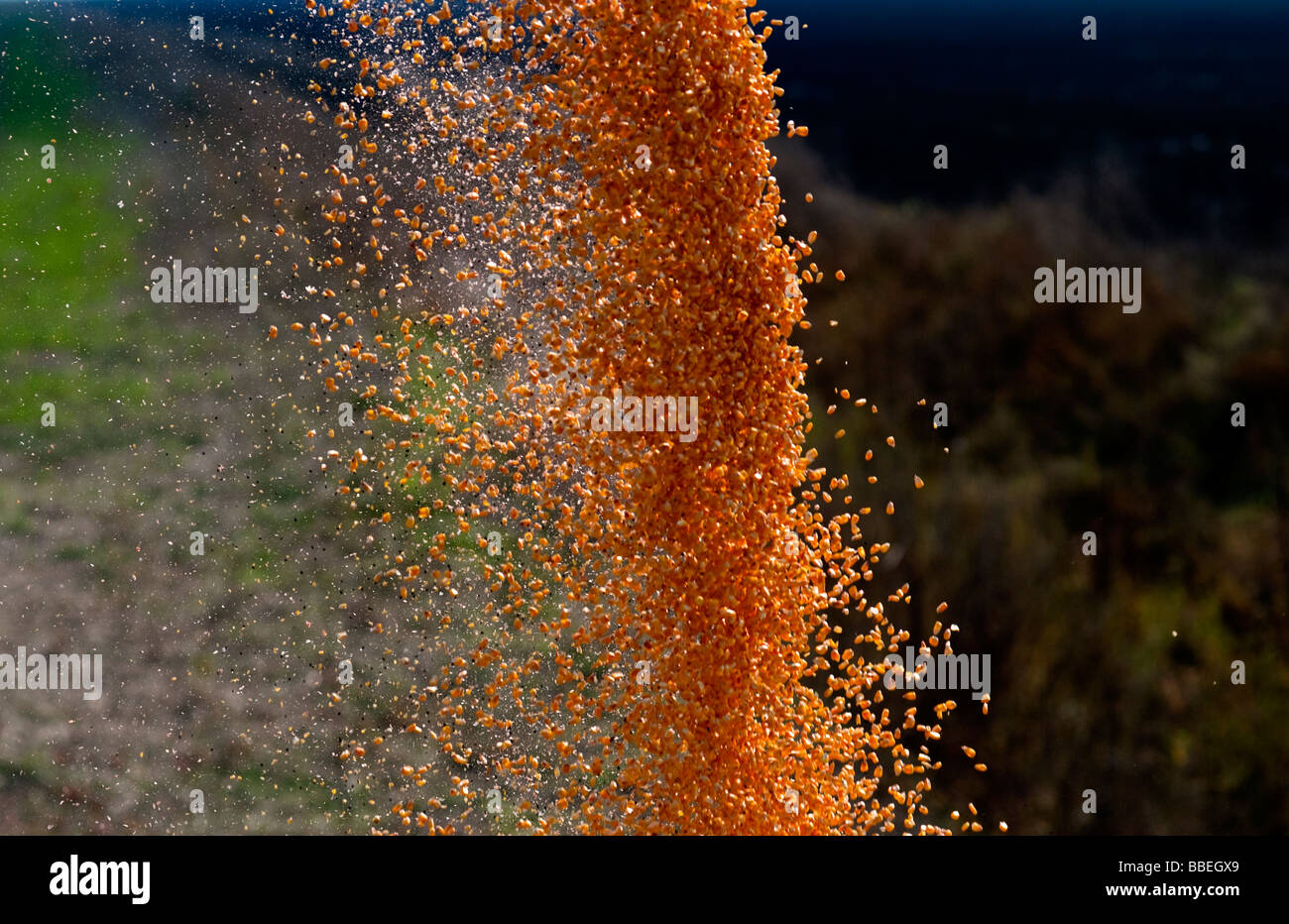 Germination corn hi-res stock photography and images - Alamy