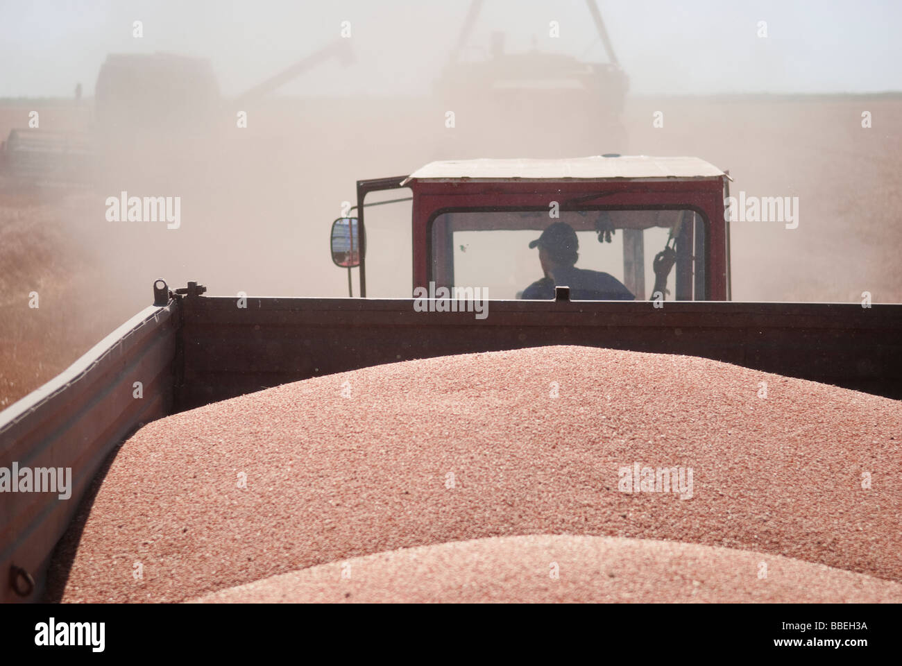 A man transports a load full of wheat grains Stock Photo - Alamy