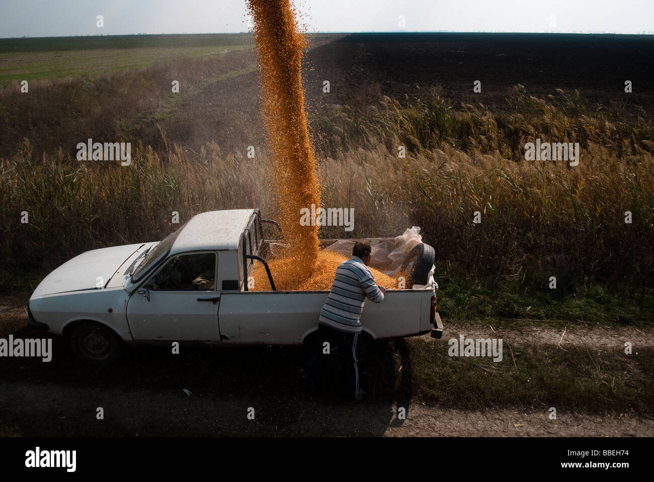 Man receiving his share of a corn crop. Combine pouring corn in a car ...