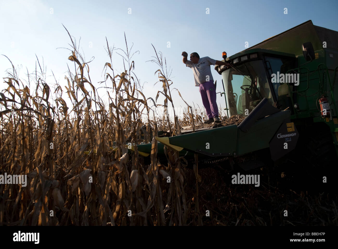 man looking over a cornfield Stock Photo - Alamy