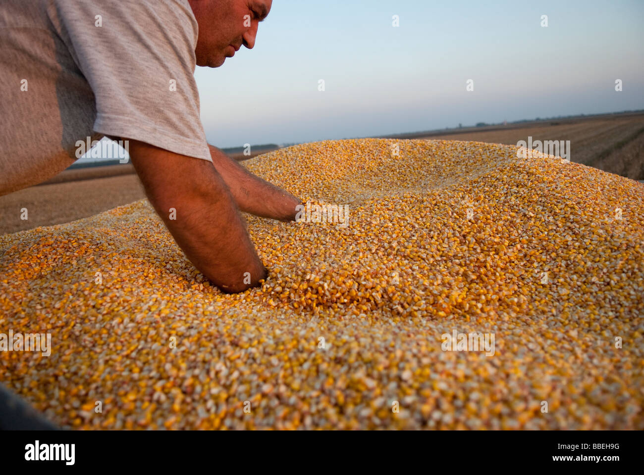 A man is checking the corn crop Stock Photo - Alamy