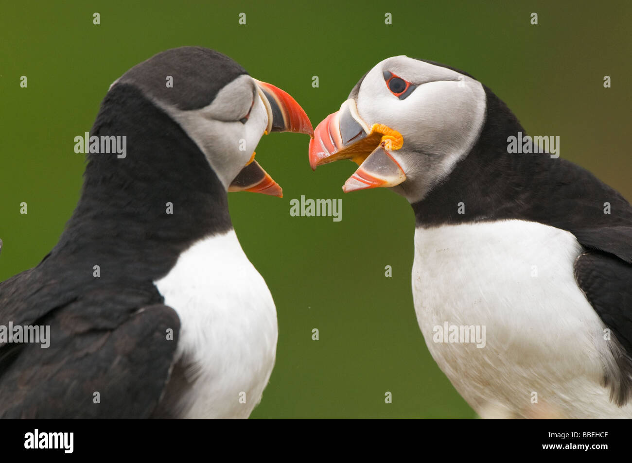 Two male Puffins (Fratercula arctica) fighting Stock Photo - Alamy