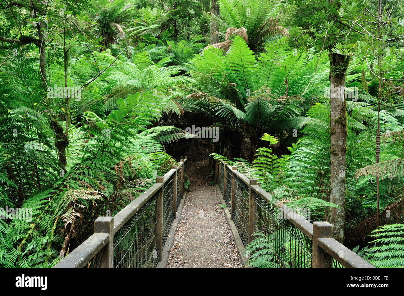 Path, Dandenong Ranges National Park, Victoria, Australia Stock Photo ...