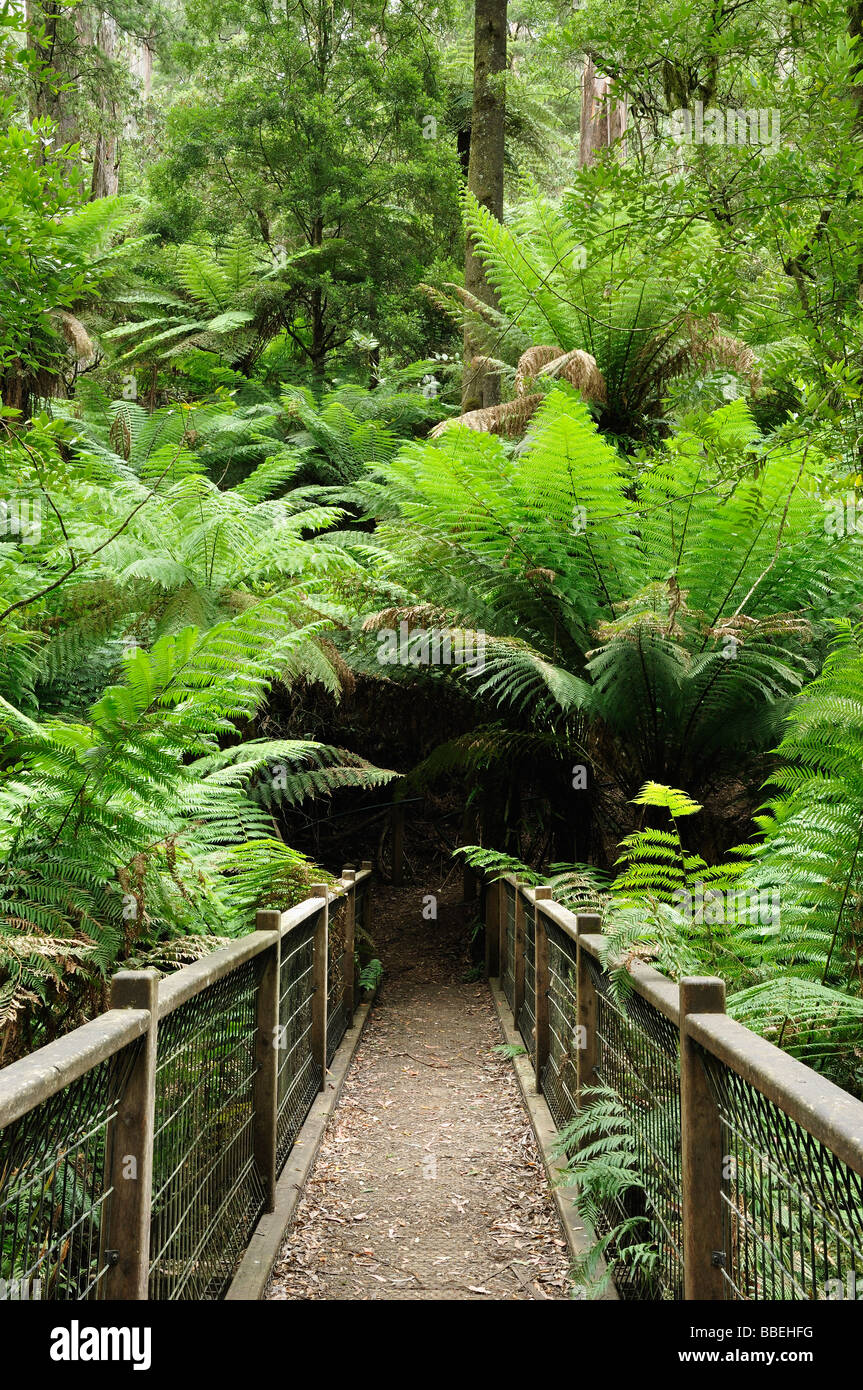 Dandenong Ranges High Resolution Stock Photography and Images - Alamy