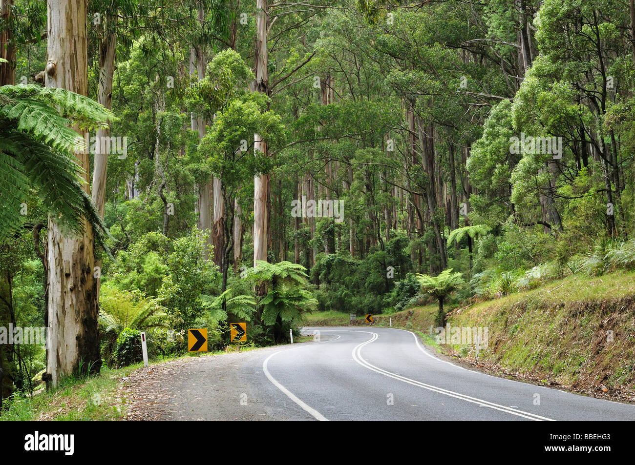 Dandenong Ranges High Resolution Stock Photography and Images - Alamy