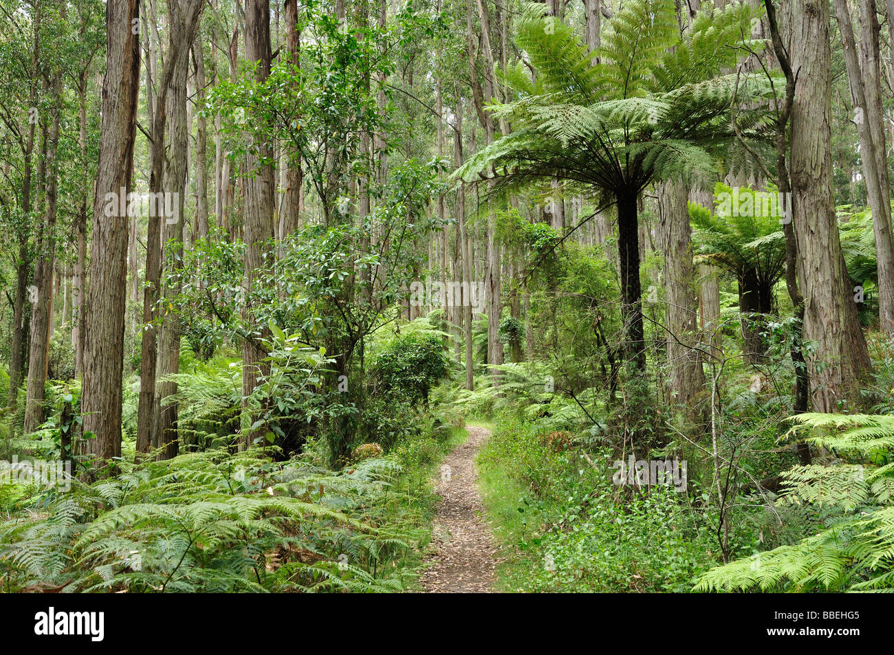 Dandenong ranges hi-res stock photography and images - Alamy