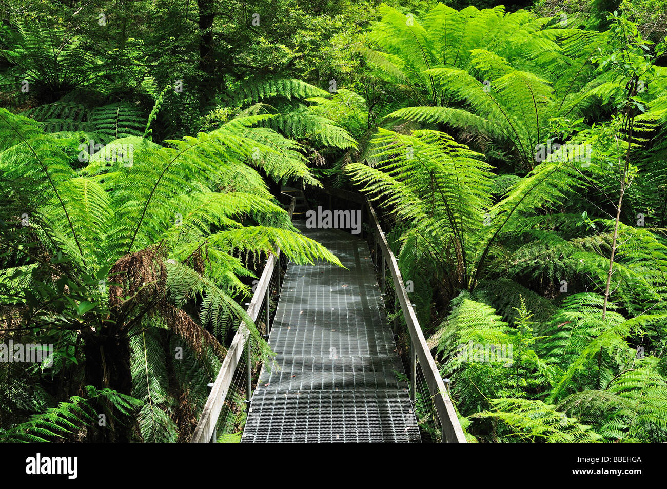 Path, Mount Donna Buang, Yarra Ranges National Park, Victoria ...