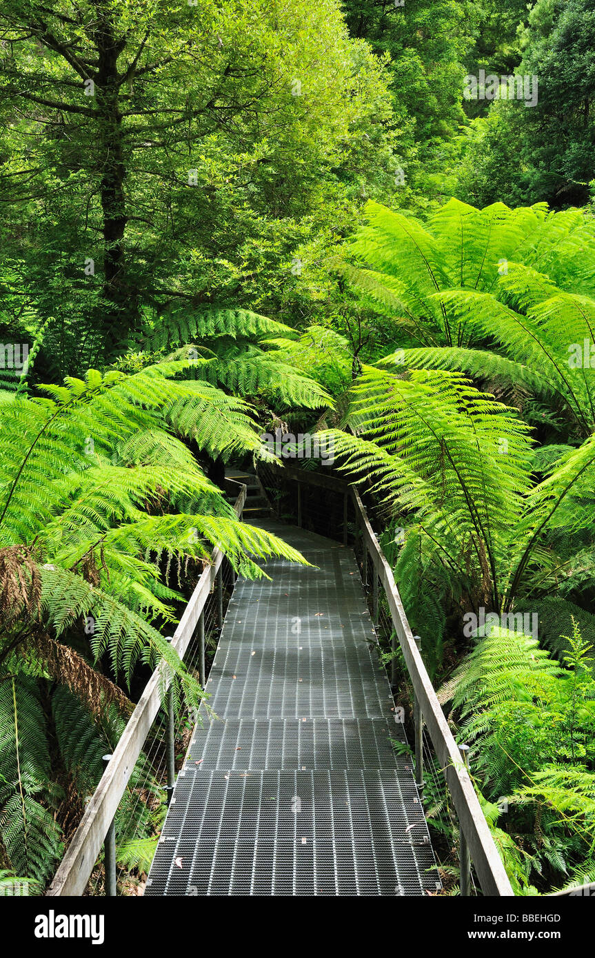 Path, Mount Donna Buang, Yarra Ranges National Park, Victoria ...