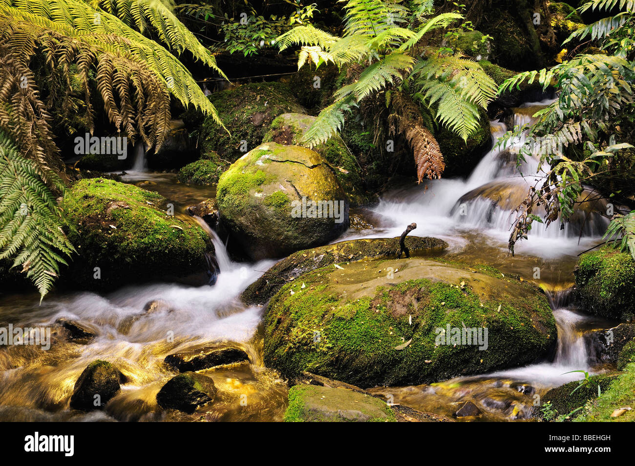 Creek, Mount Donna Buang, Yarra Ranges National Park, Victoria ...