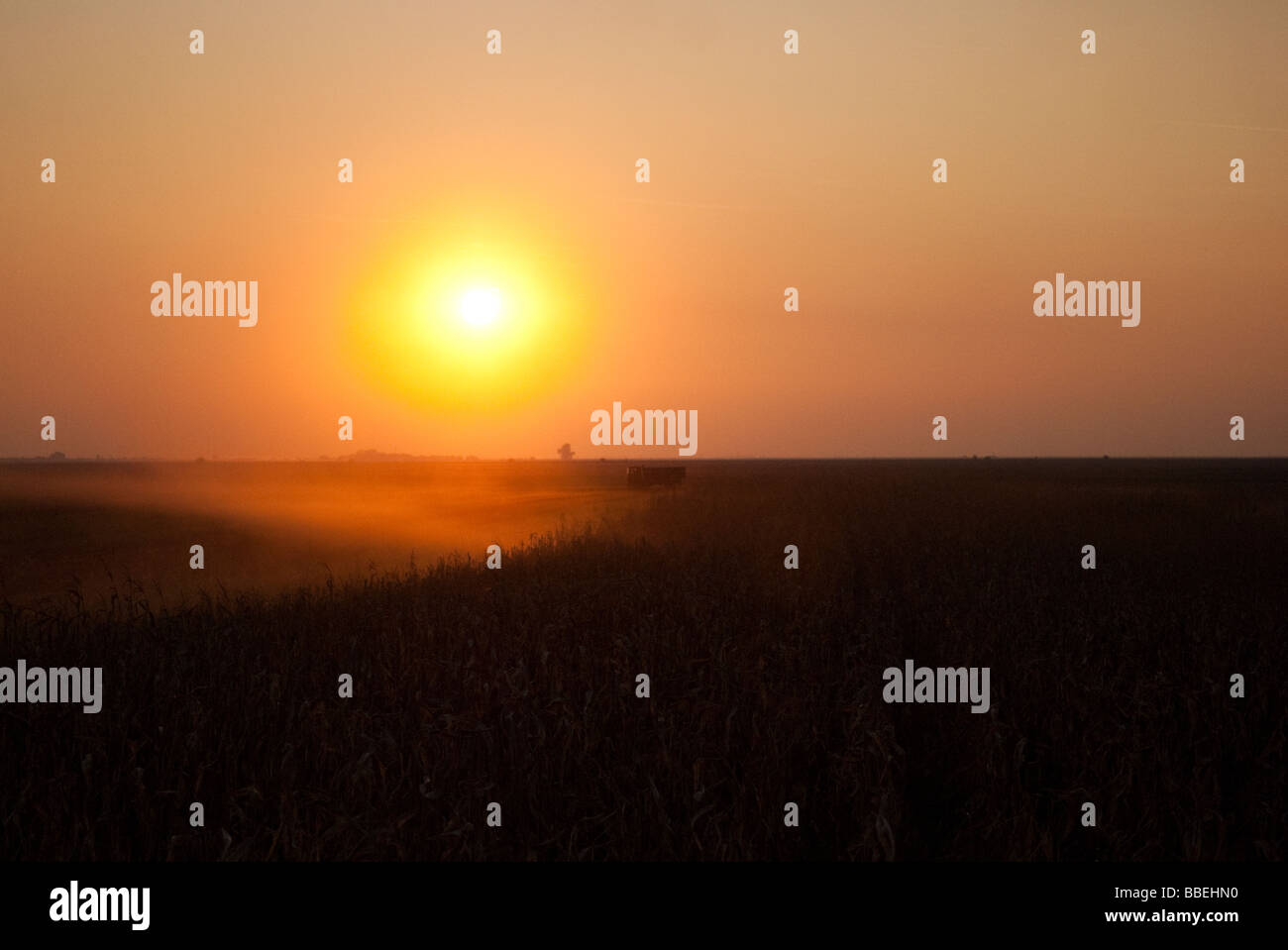 Sunset over a corn field Stock Photo - Alamy