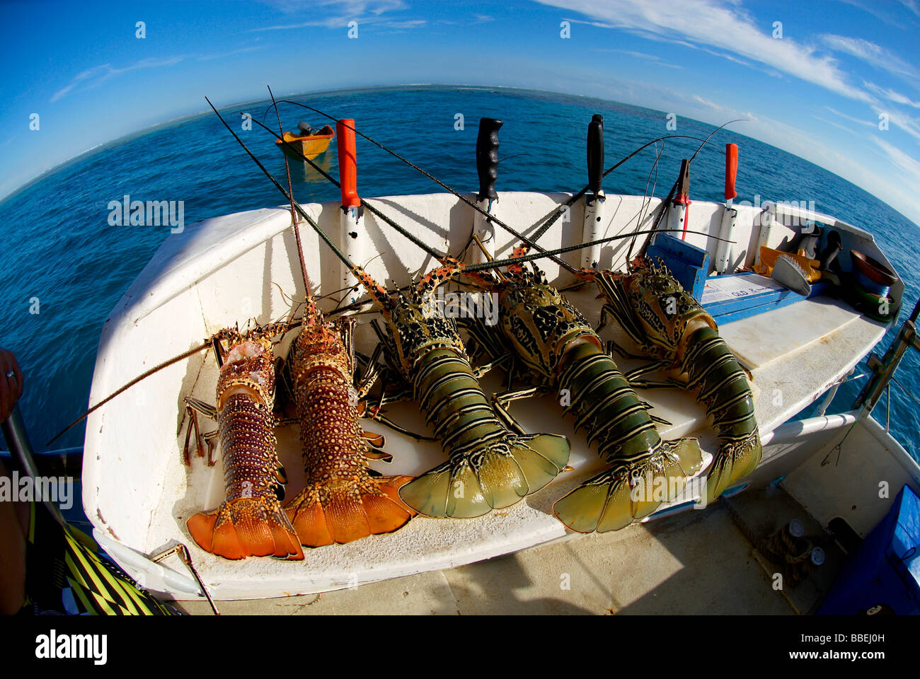 Australian Crayfish High Resolution Stock Photography and Images - Alamy