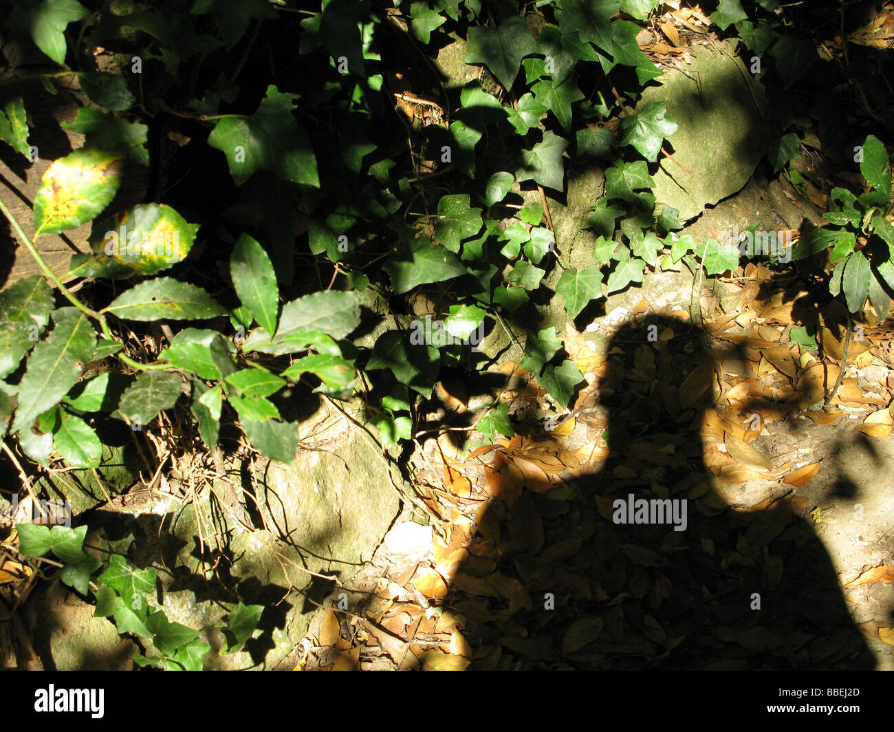 man's shadow in woods Stock Photo - Alamy