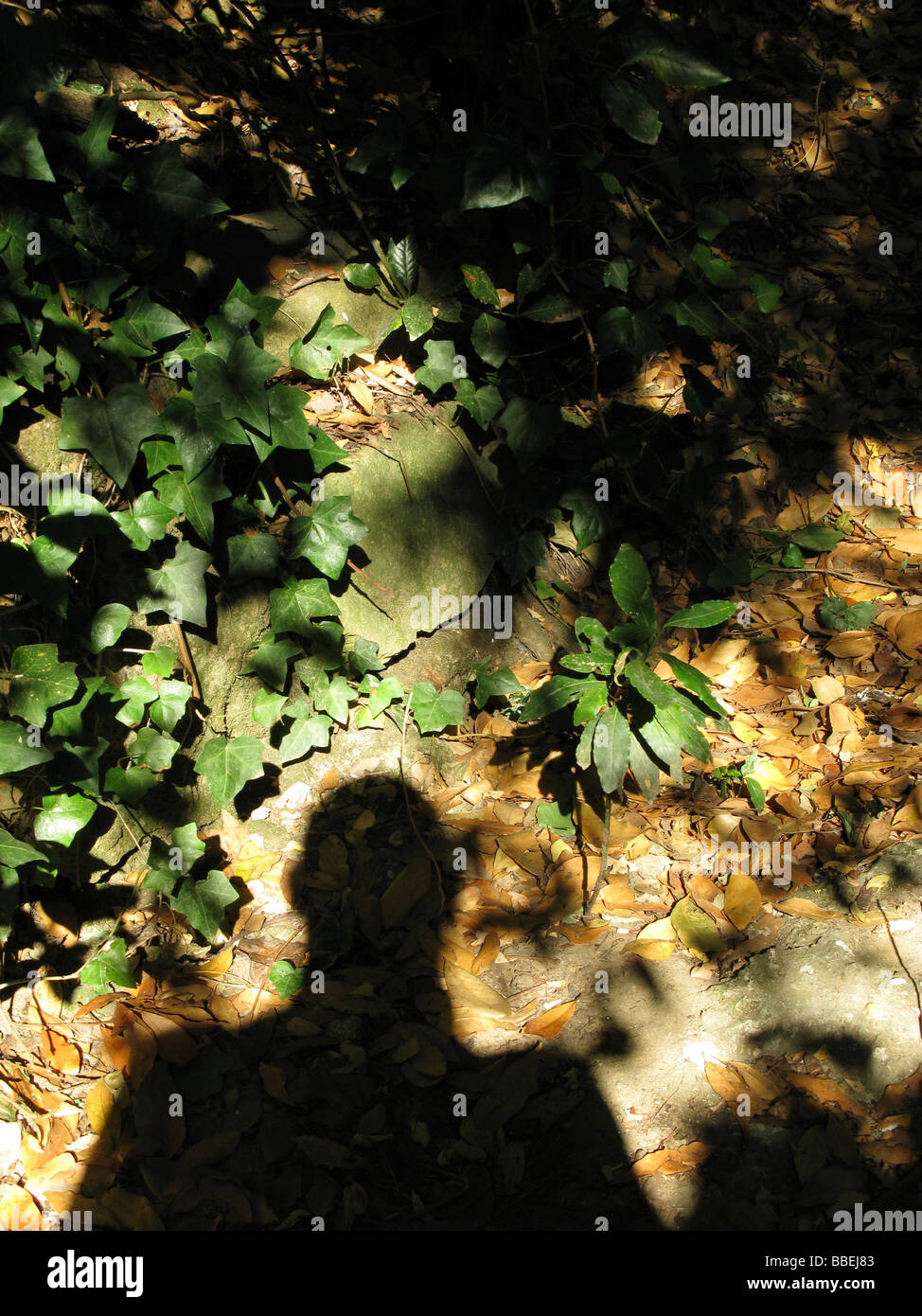 man's shadow in woods Stock Photo - Alamy