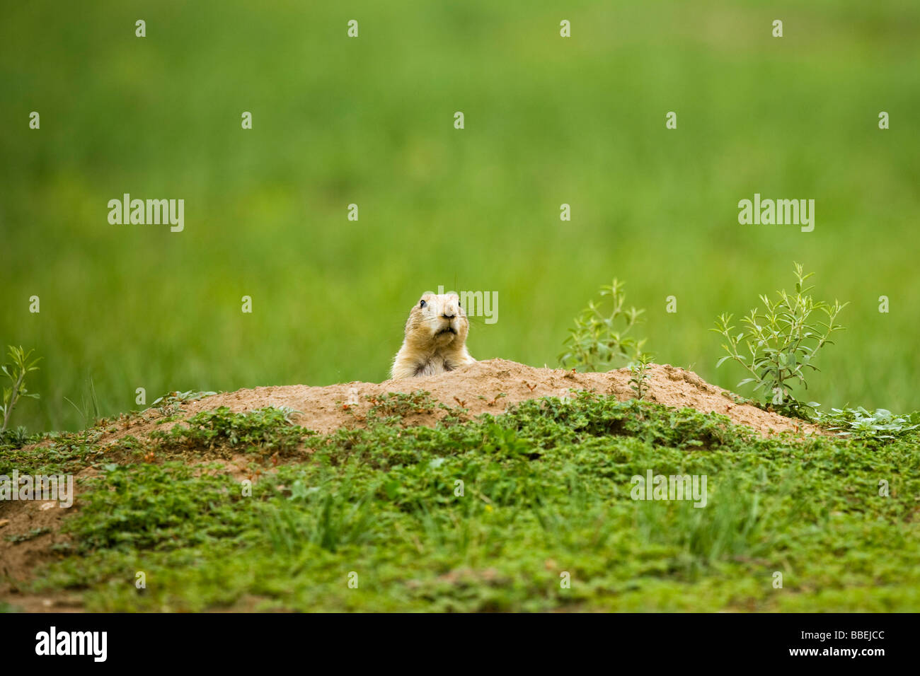 Groundhog in Field, South Dakota, USA Stock Photo - Alamy