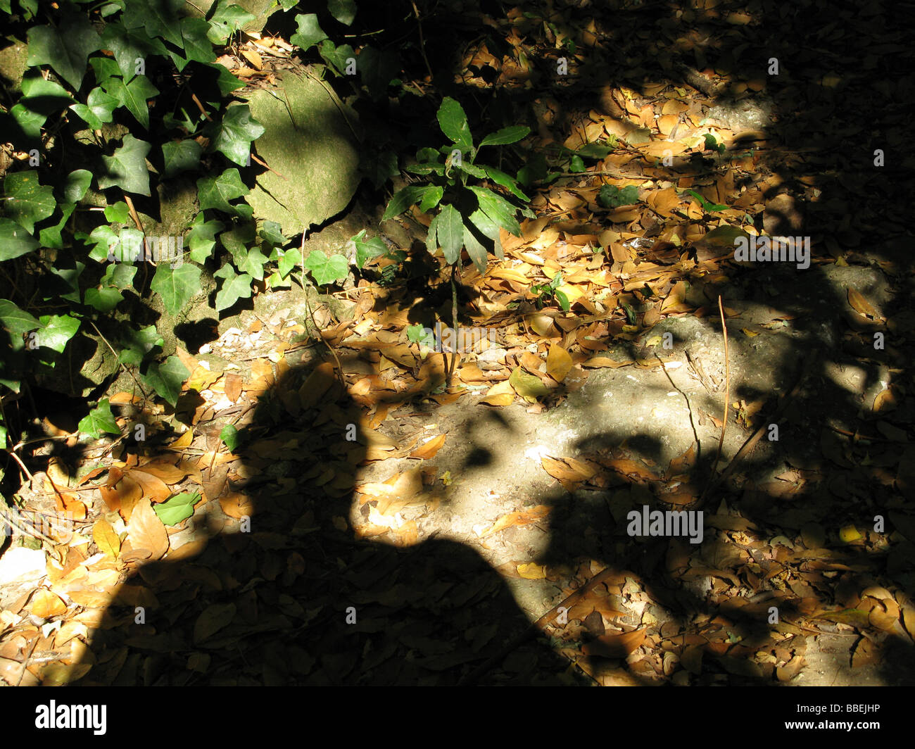 man's shadow in woods Stock Photo - Alamy