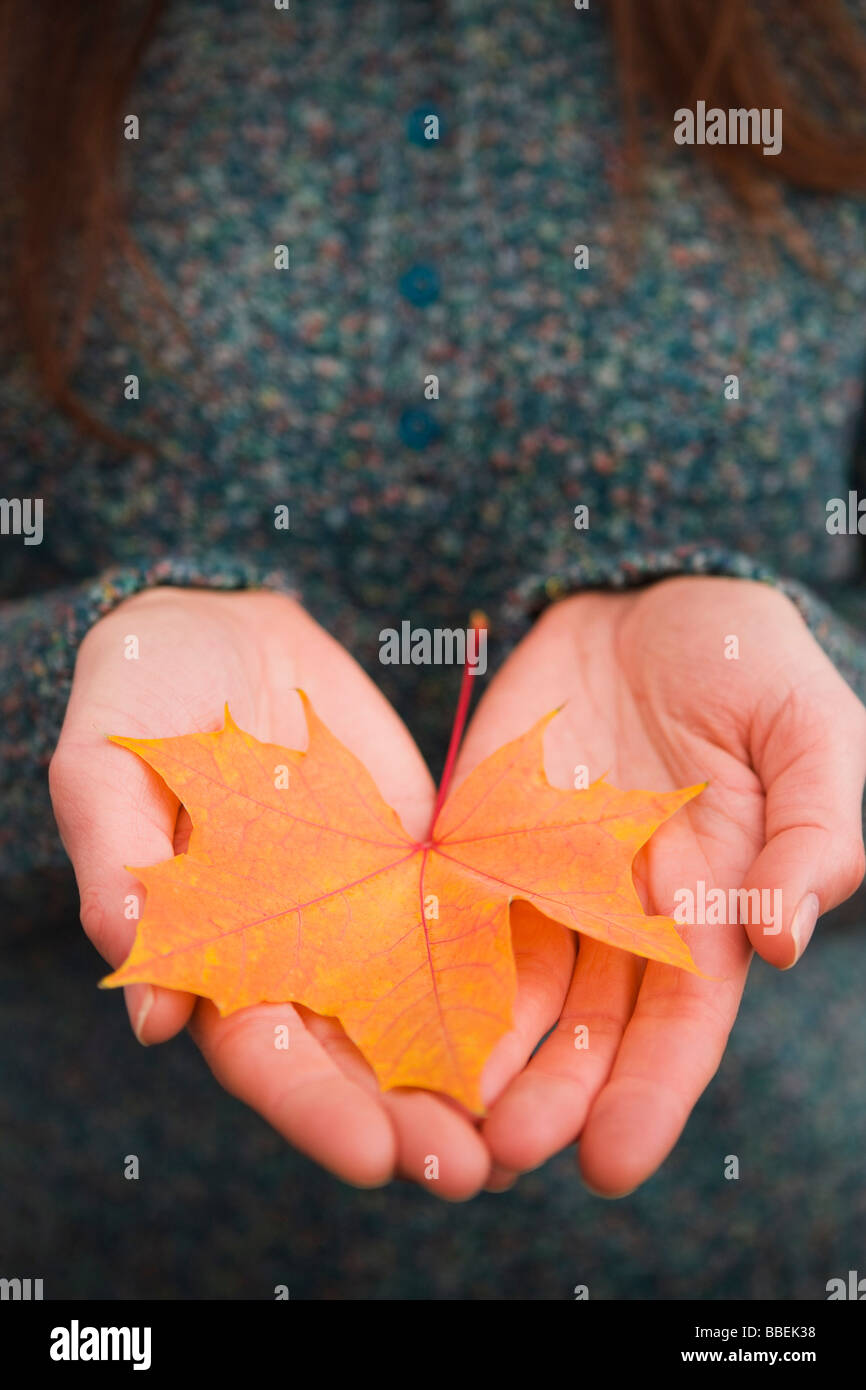 Gorgeous maple display hi-res stock photography and images - Alamy