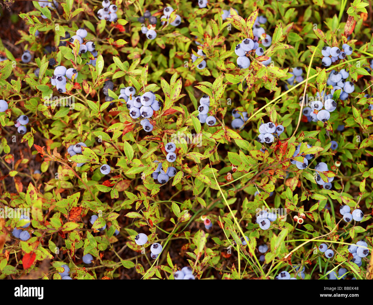 Ripened blueberry hi-res stock photography and images - Alamy