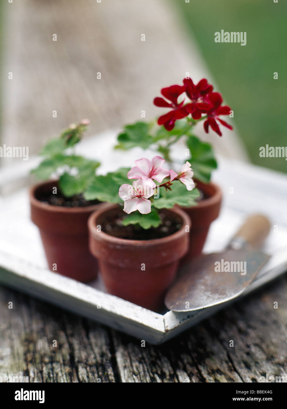 Mini geraniums hi-res stock photography and images - Alamy