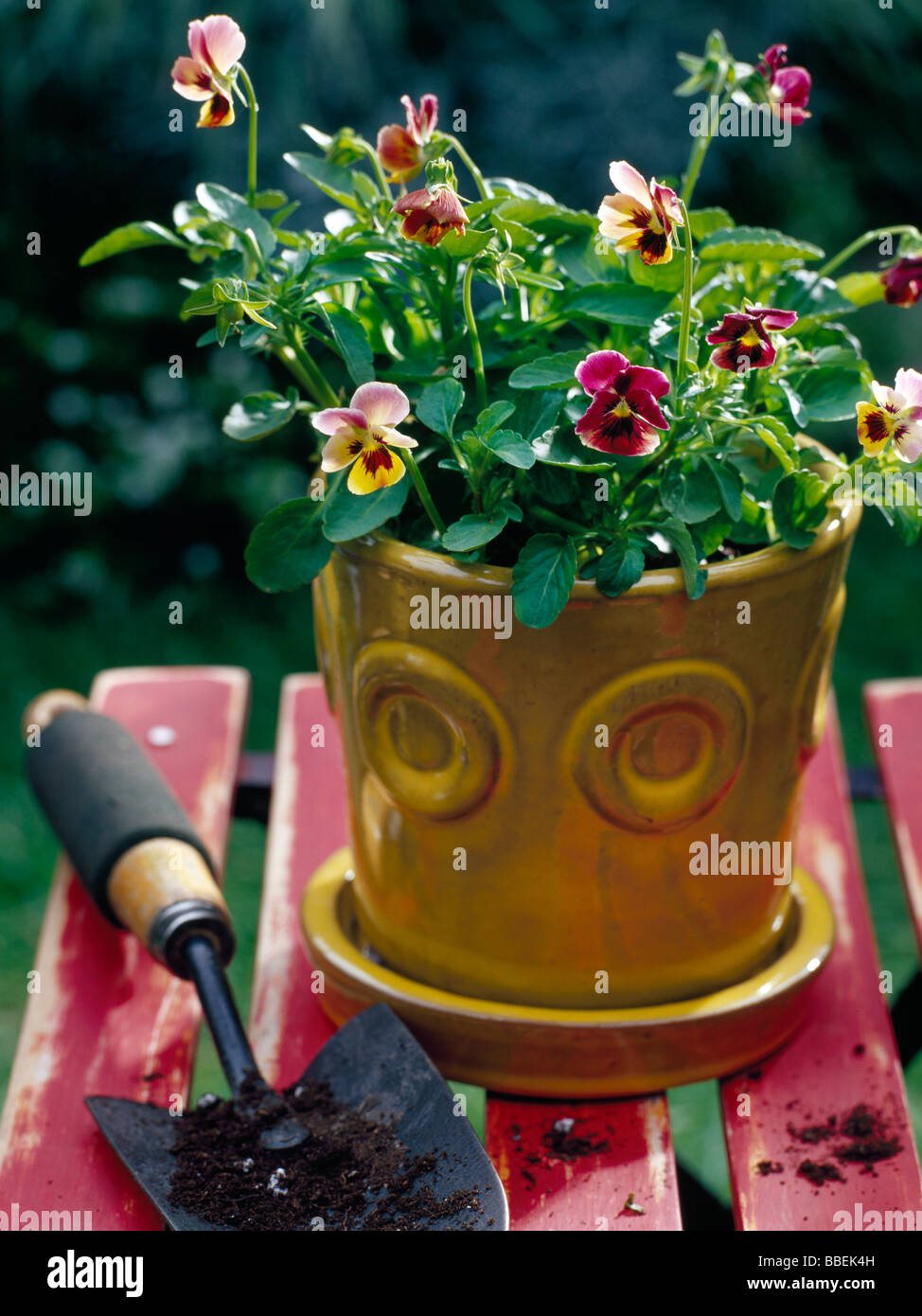 Potted pansies hi-res stock photography and images - Alamy