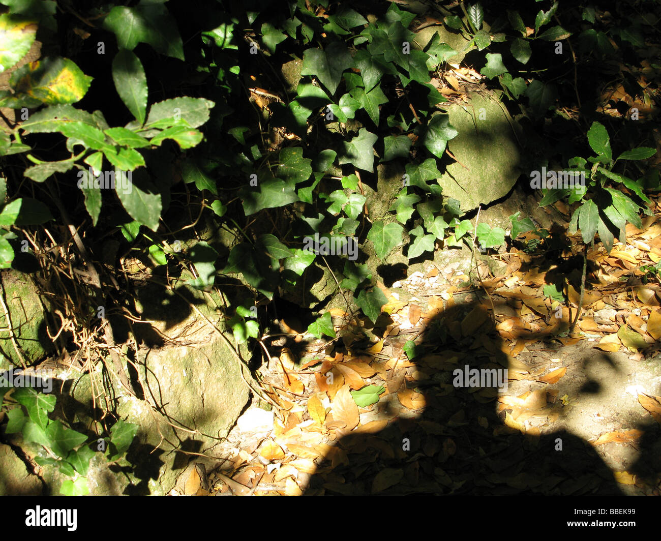 man's shadow in woods Stock Photo - Alamy