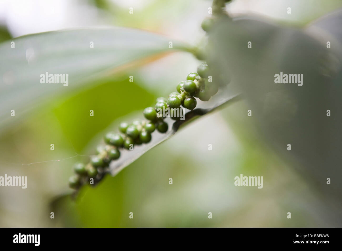 Black Pepper Fruit High Resolution Stock Photography and Images - Alamy
