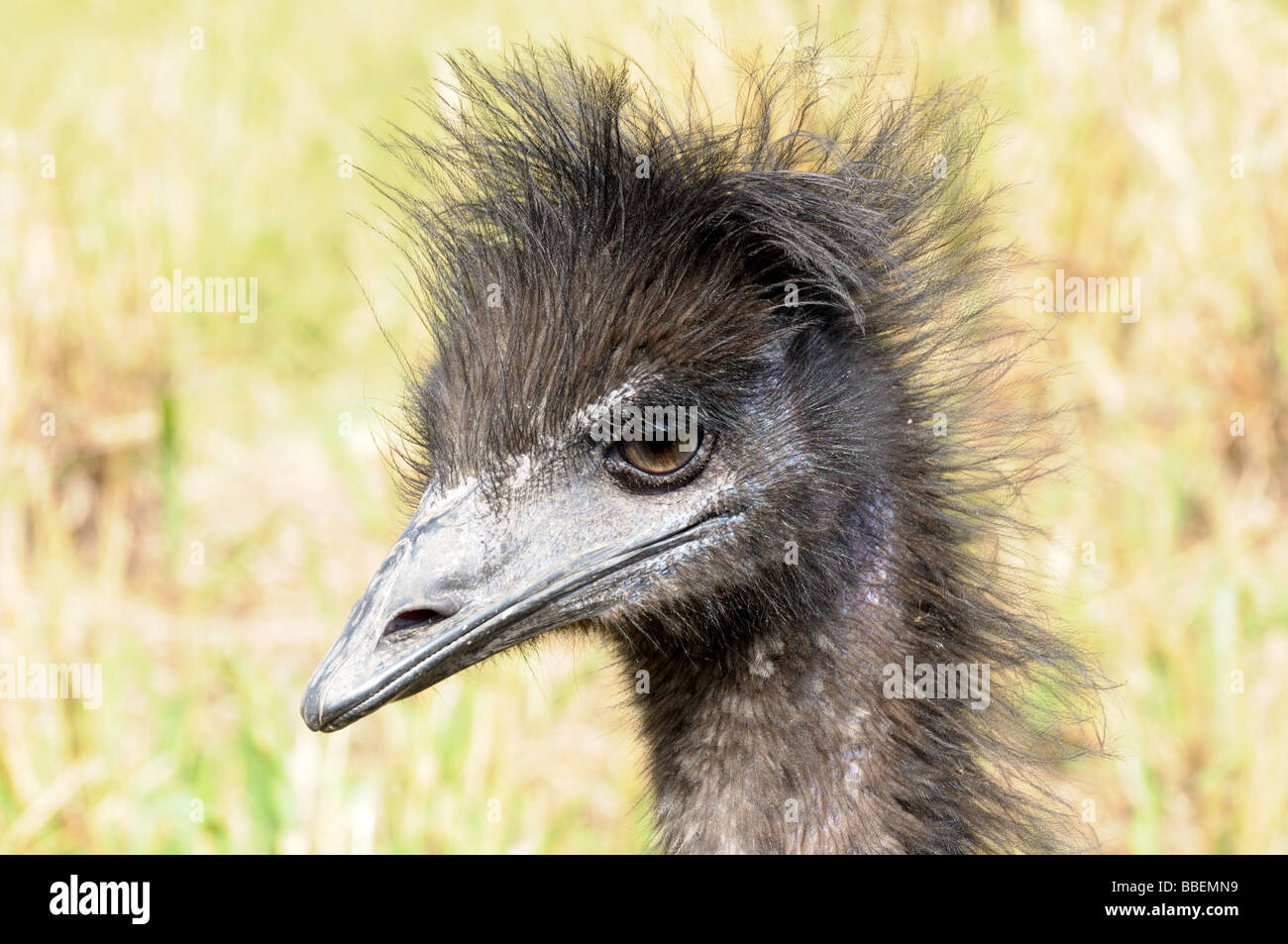 Emu close hi-res stock photography and images - Alamy