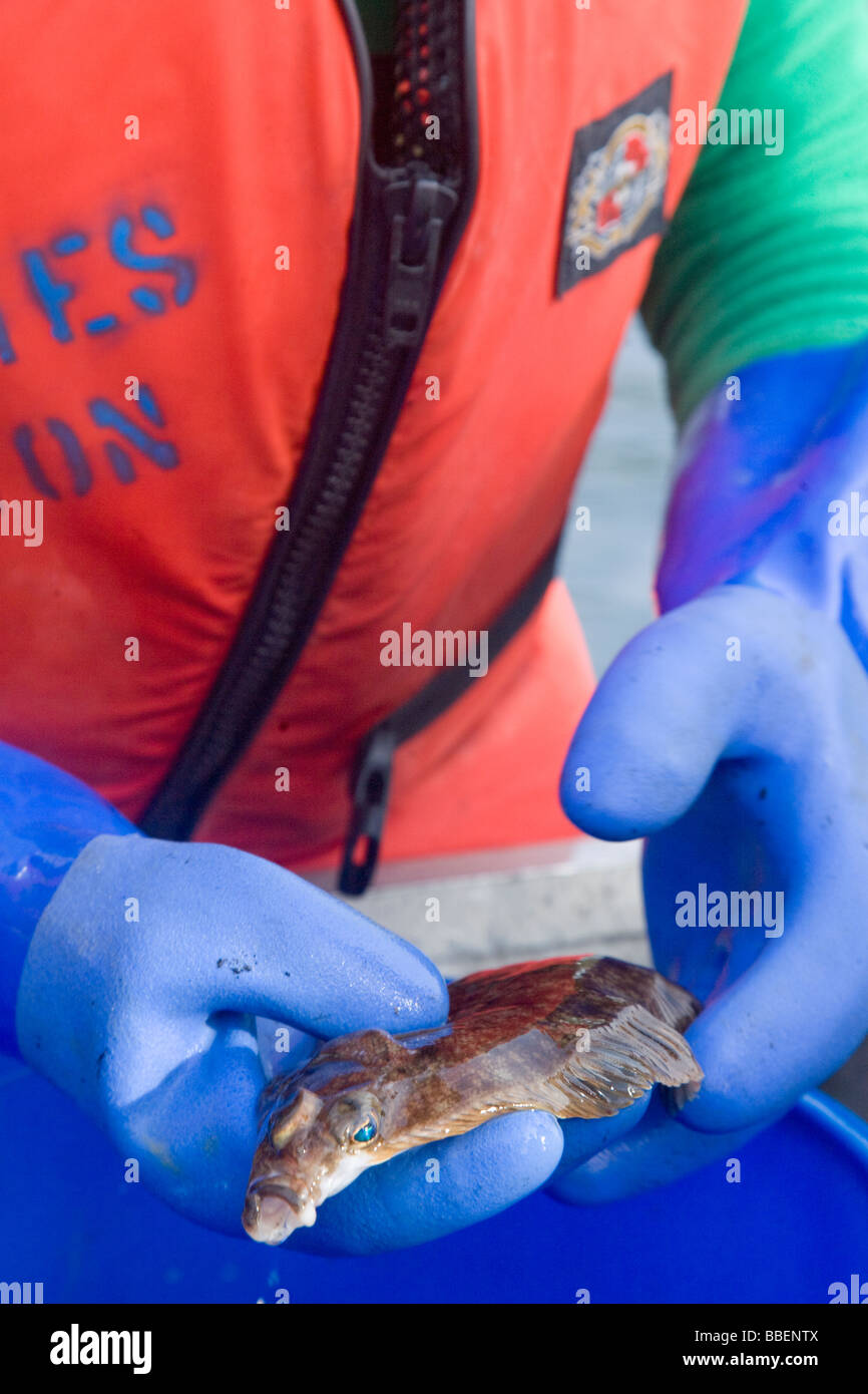 Fisheries biologist holding Sole fish, Seattle, Washington Stock Photo ...