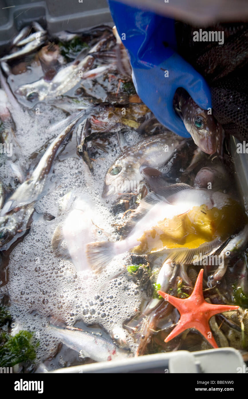 Vermillion fish hi-res stock photography and images - Alamy