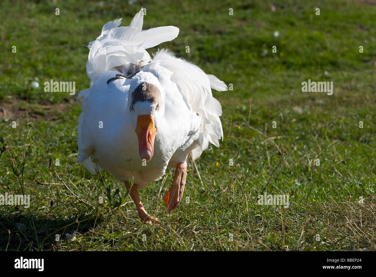 fat white goose walking funny on green grass Stock Photo - Alamy