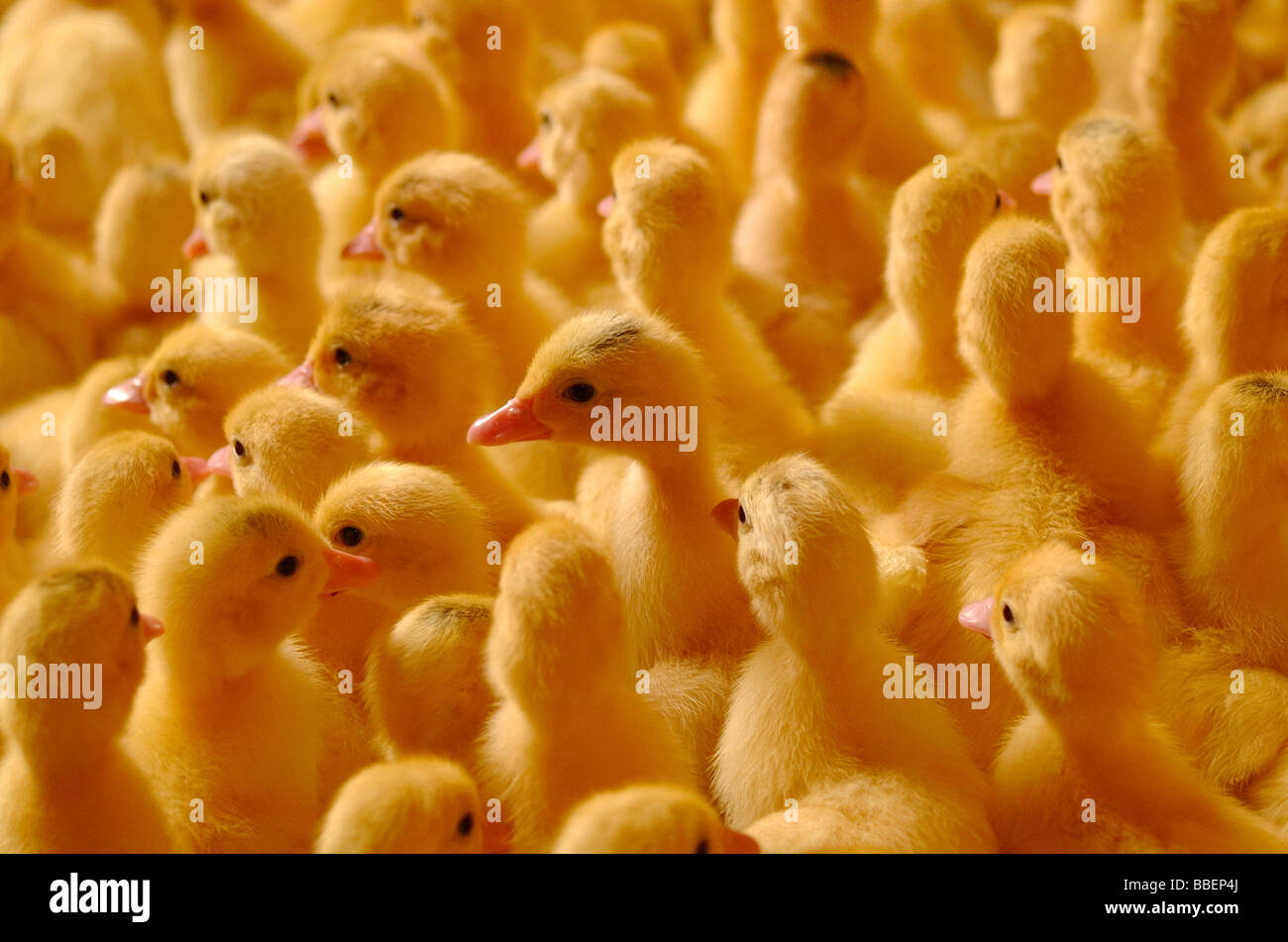 Crowd of Baby Ducklings Stock Photo - Alamy