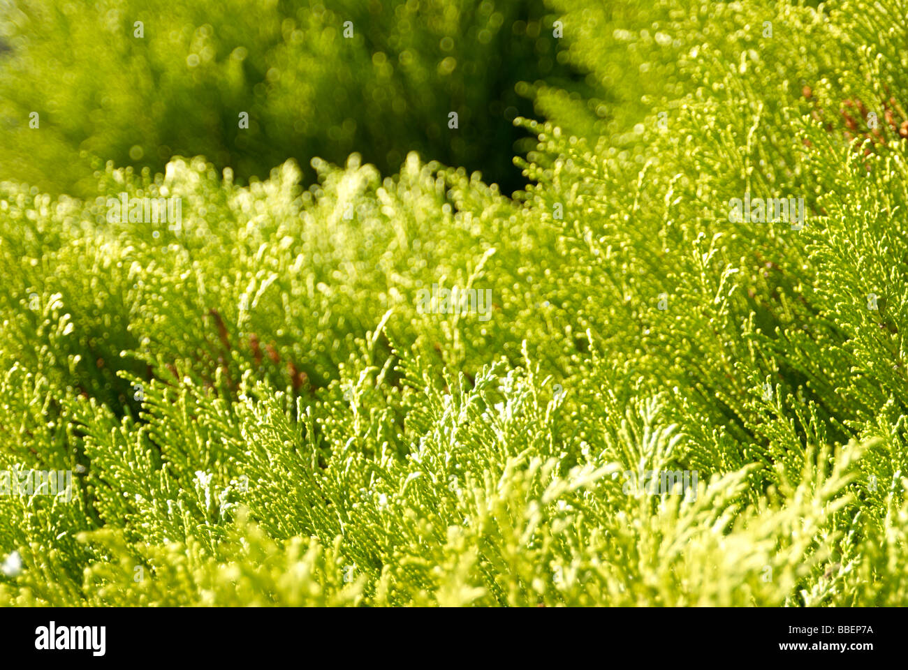 Victoria bush hi-res stock photography and images - Alamy